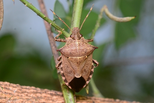 Picromerus lewisi · Naturalista Costa Rica