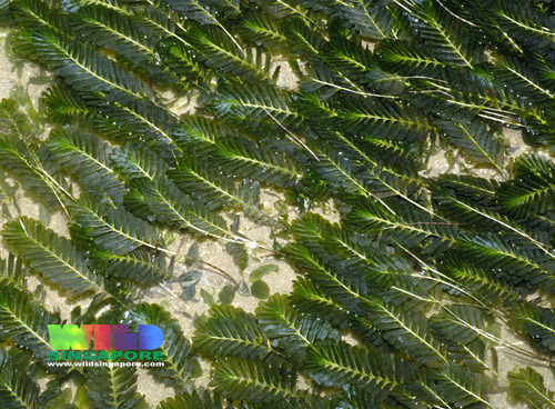 Halophila spinulosa · iNaturalist