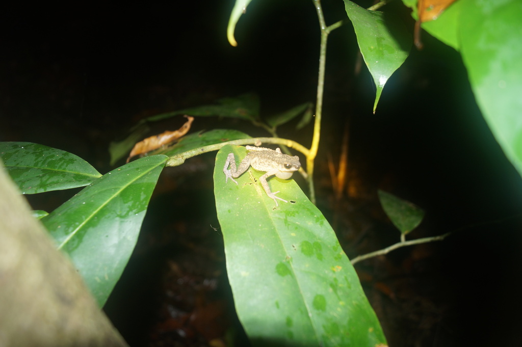 Spiny Slender Toad from North Kayong Regency, West Kalimantan ...
