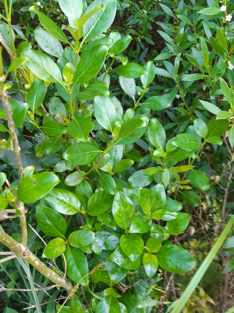 Karamu from Flinders VIC 3929, Australia on November 10, 2022 at 09:00 ...