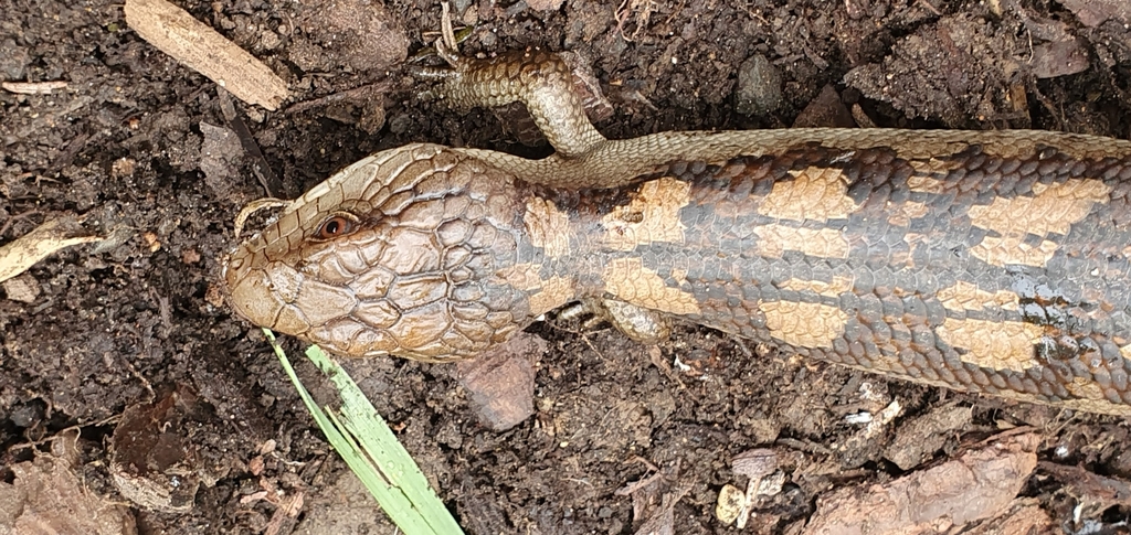 Blotched Blue-tongued Skink from Ballan Police Station/Old Melbourne Rd ...