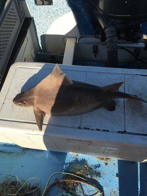 Angular Roughshark in July 2020 by AILERONS. Juillet 2020 Capture ...