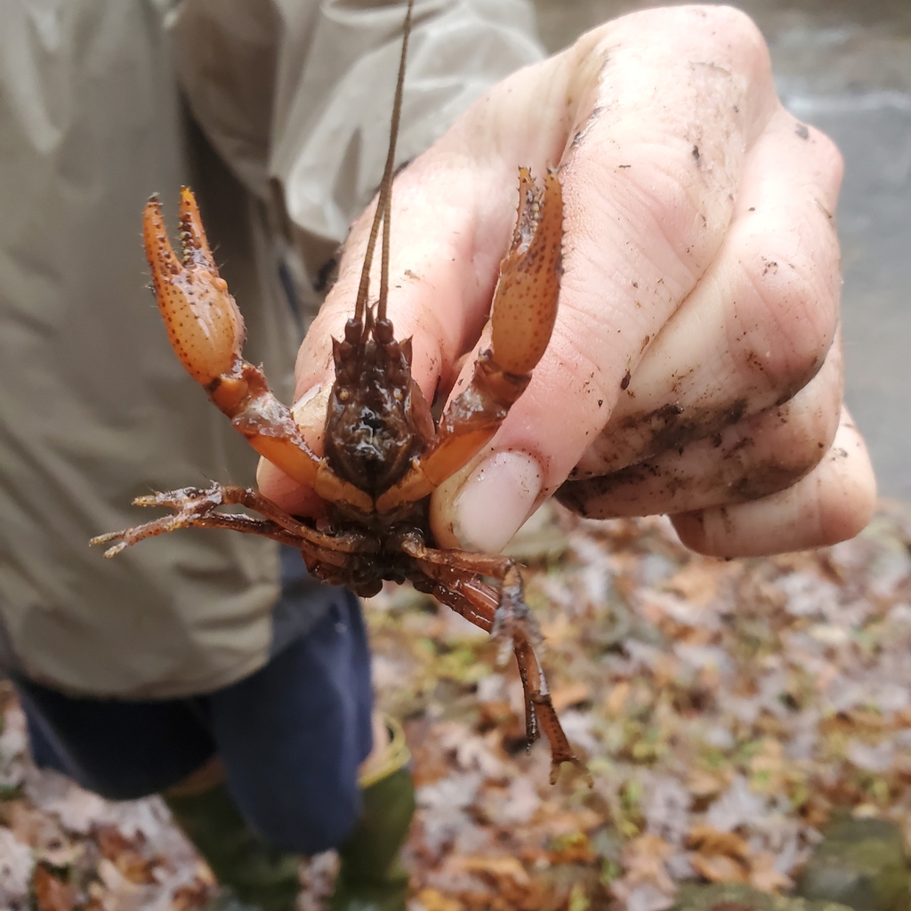 Prairie Crayfish from North Carolina on November 5, 2022 at 02:47 PM by ...