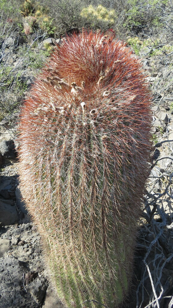 Denmoza rhodacantha from Malargüe, Mendoza, Argentina on November 6 ...