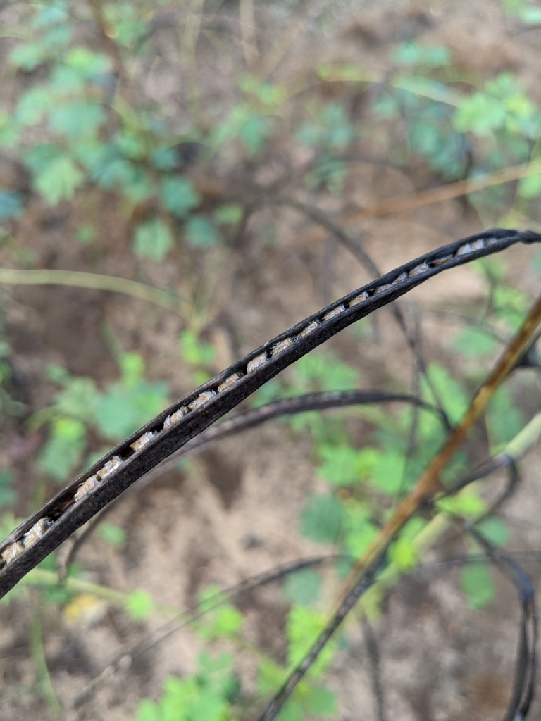 American Sicklepod from Smithville, TX 78957, USA on November 10, 2022 ...