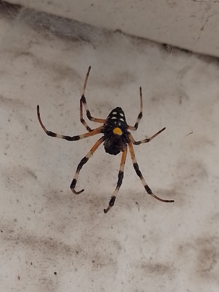 African Hermit Spider from Vila Hellas, Diadema - SP, Brasil on ...