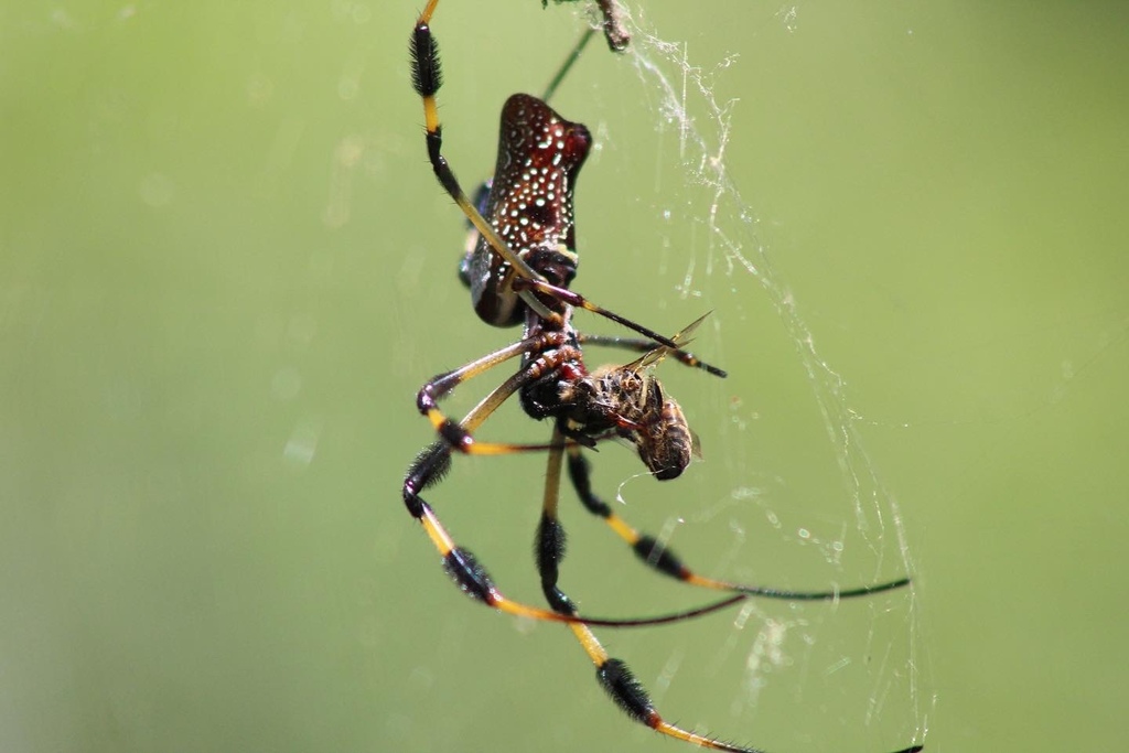 Golden Silk Spider from SW 130th Ave, Davie, FL, US on April 28, 2021 ...
