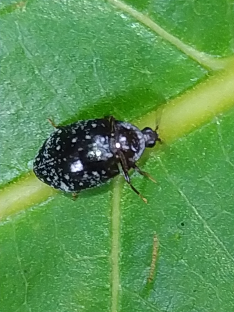 Water, Rove, Scarab, Long-horned, Leaf, and Snout Beetles from São ...
