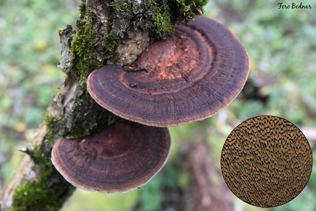 Thin-walled Maze Polypore from 034 83 Ivachnová, Slovakia on November 6, 2022 at 01:48 PM by ...