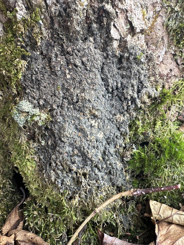 Brown-gray Moss-shingle Lichen from Albert, CA-NB, CA on 10 November ...