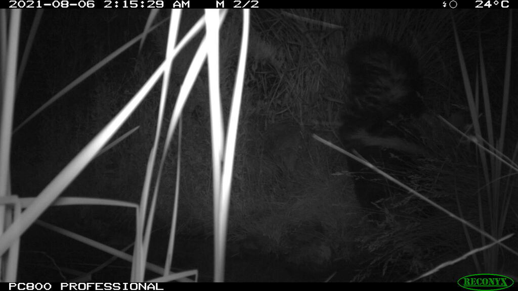 Striped Skunk from 14580 146 Ave, Osoyoos, BC V0H 1V2, Canada on August ...