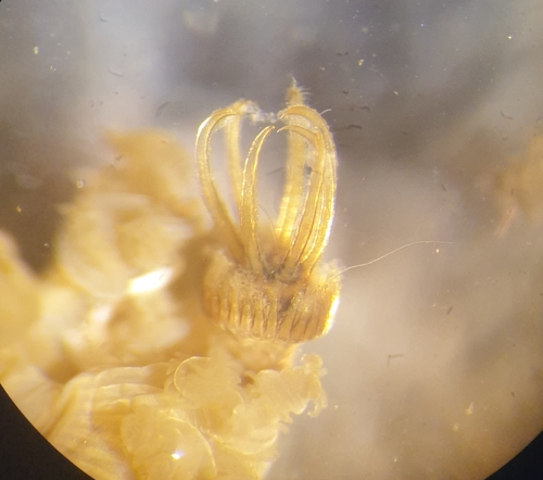 Hydroides pseudouncinata · iNaturalist