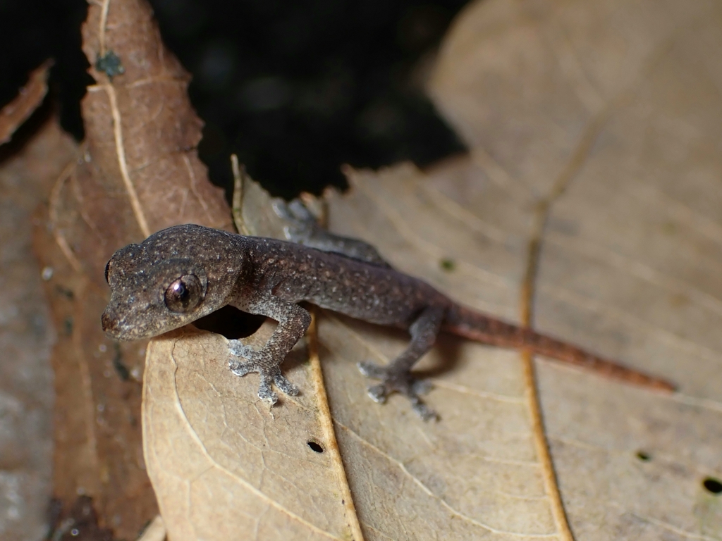 Hong Kong Slender Gecko from The Peak, Hong Kong on November 11, 2022 ...