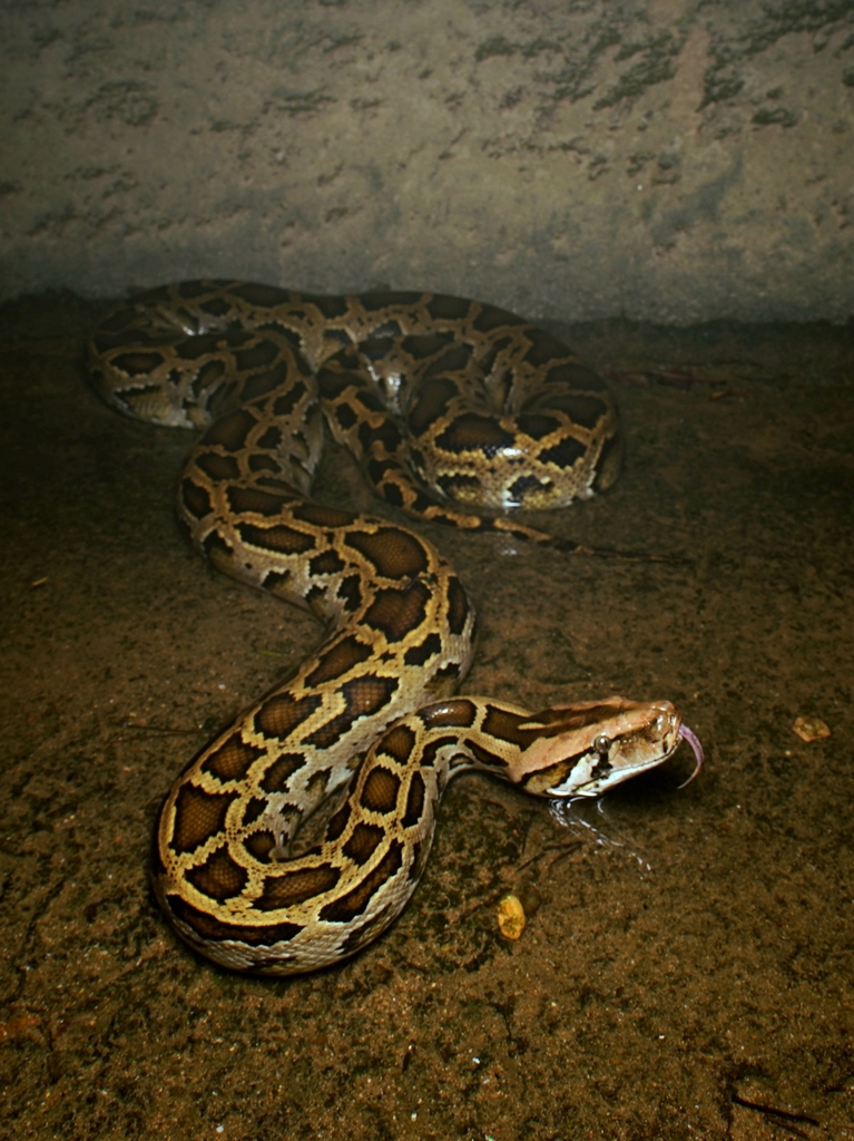 Burmese Python in November 2022 by Pasteur Ng · iNaturalist