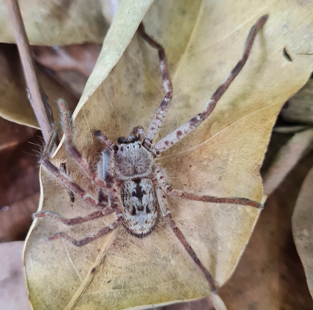 Grey Huntsman Spider from Brookfield Rd at Jacaranda Avenue, stop 43 ...