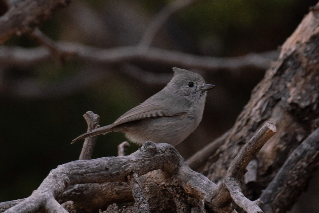 Juniper Titmouse from Moab, UT, US on October 29, 2022 at 05:10 PM by ...