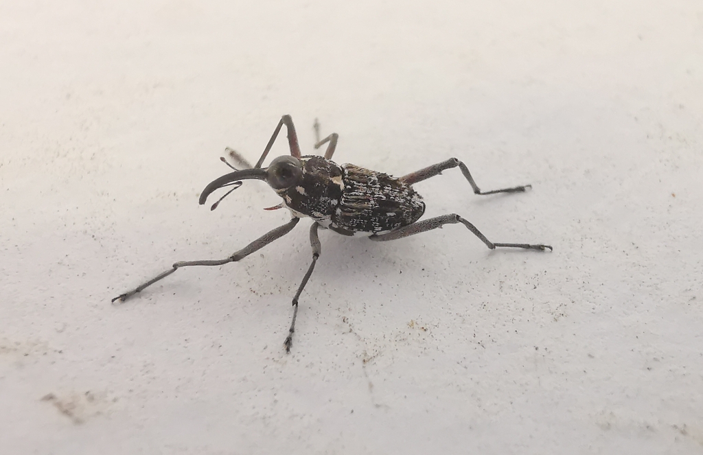 Mecopus from 香港逸東邨 on November 11, 2022 at 10:18 AM by TungTeen ...