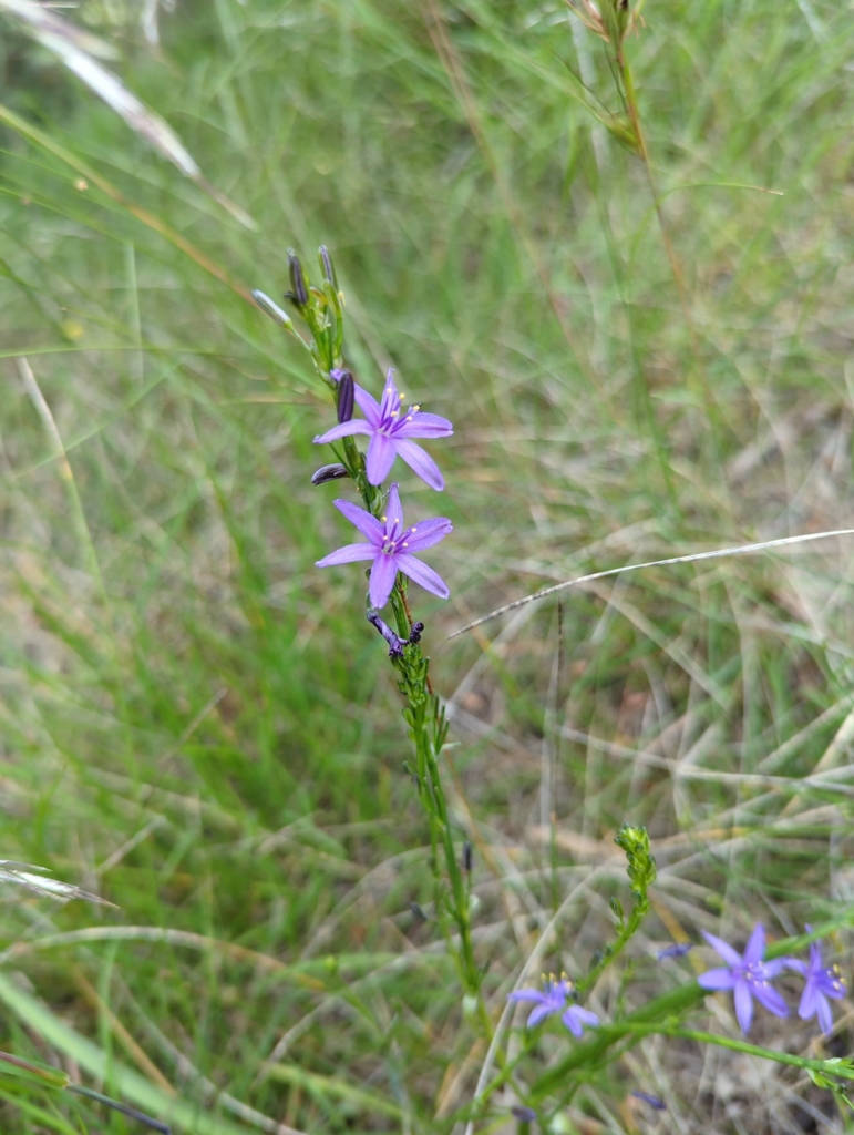 blue grass lily from Malvern East VIC 3145, Australia on November 11 ...