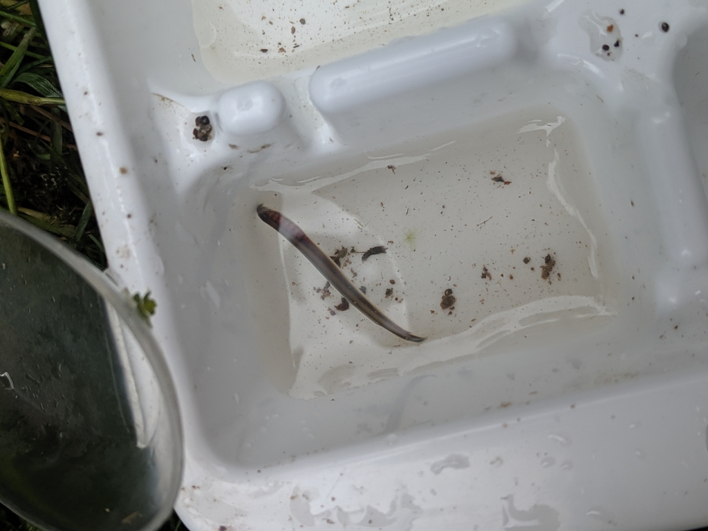 Pouched Lamprey from Oonah TAS 7325, Australia on November 11, 2022 at ...