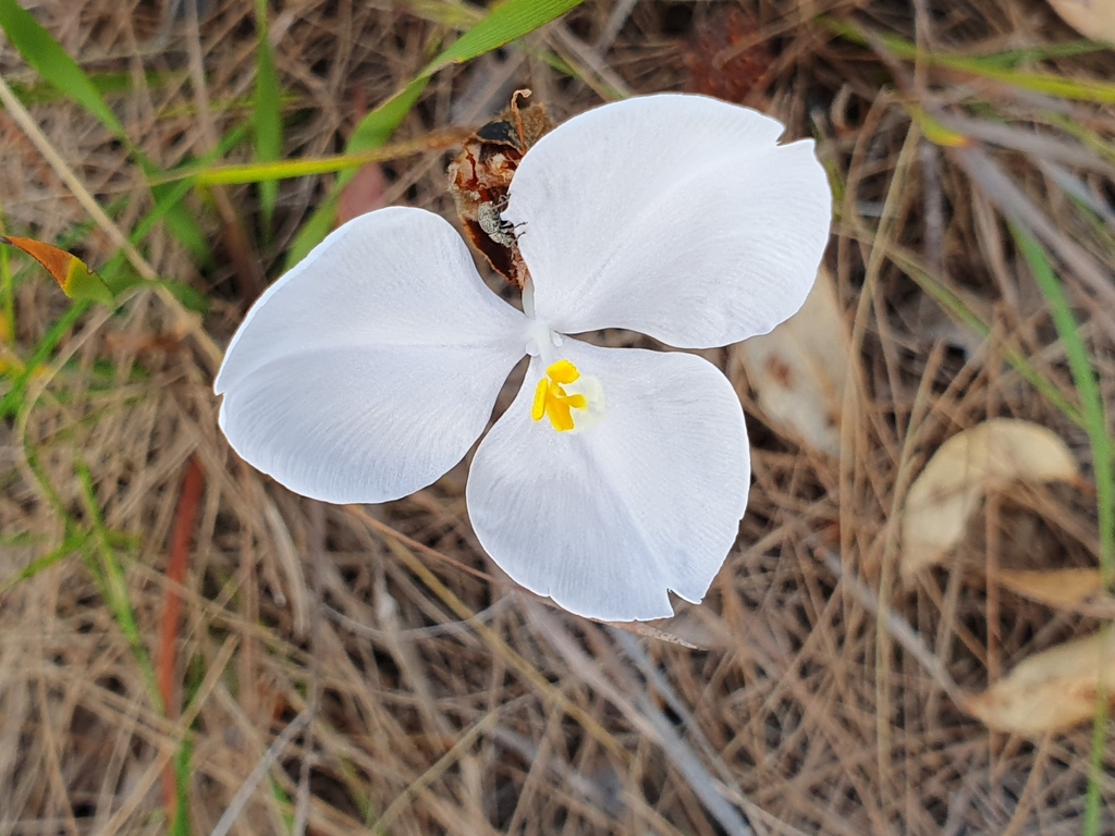 Patersonia sericea sericea from J37C+P6, Wallaga Lake NSW 2546 ...