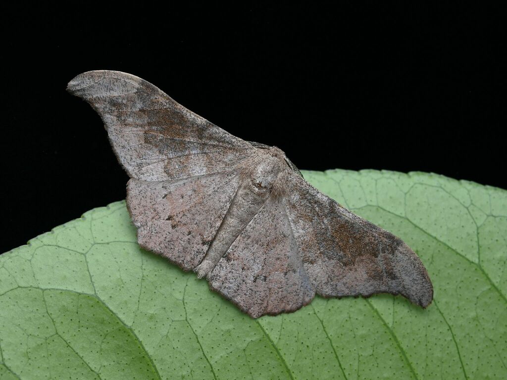 Black Looper from 中国云南省西双版纳傣族自治州勐腊县 on November 7, 2022 at 01:38 AM by ...