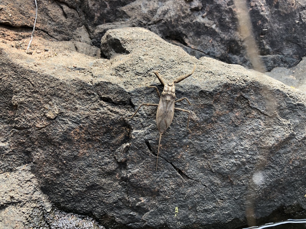 Laccotrephes from Makhado, Louis Trichardt, LP, ZA on November 10, 2022 ...