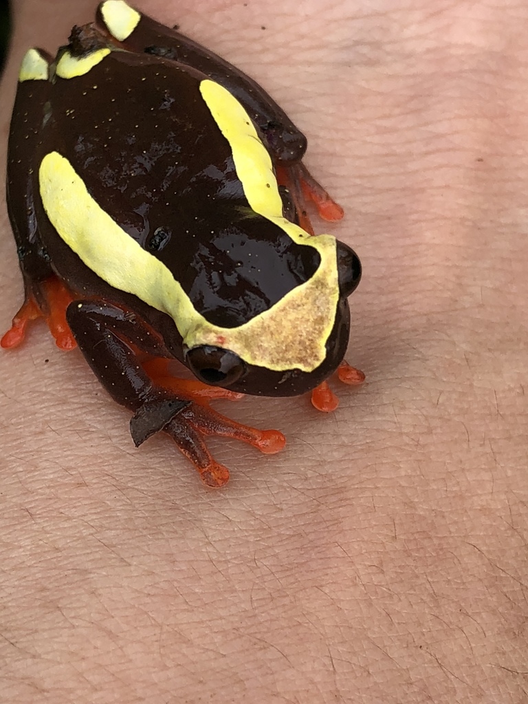 Variable Clown Tree Frog from Morona, Morona, Morona Santiago, EC on ...