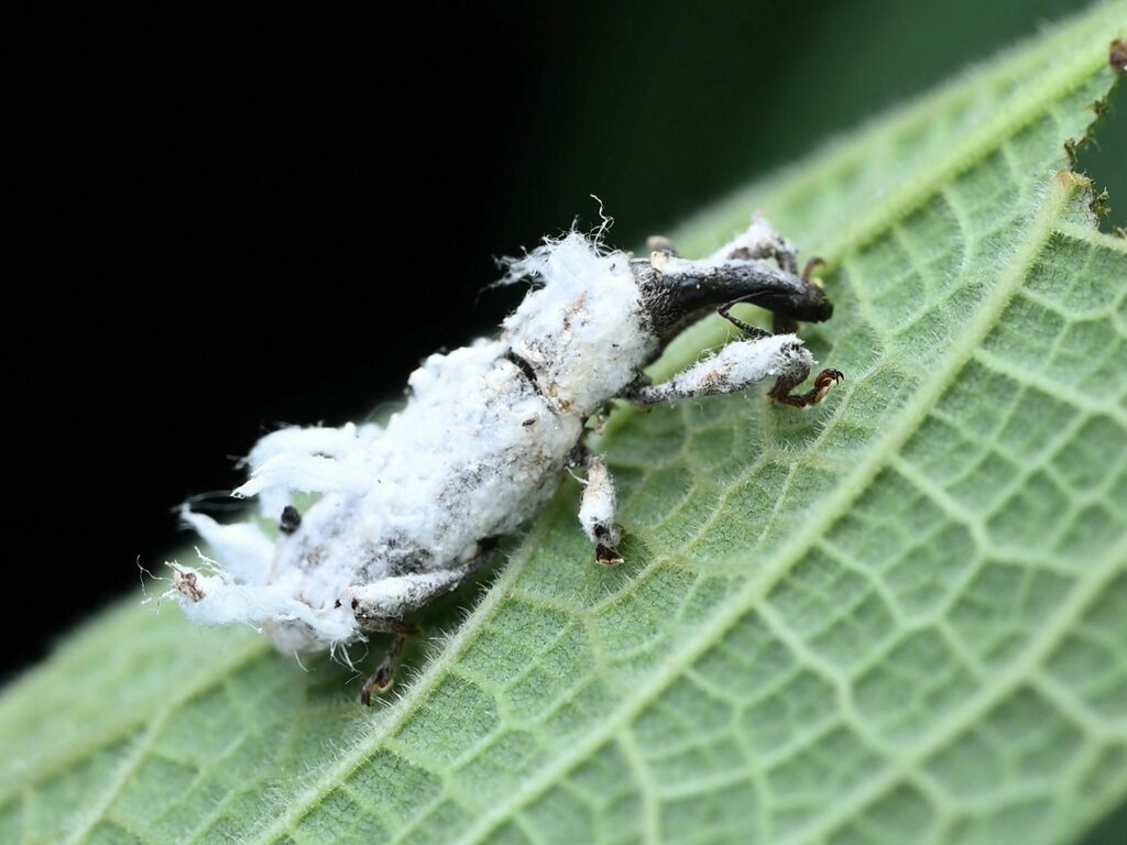 Peribleptus foveostriatus from 中国云南省西双版纳傣族自治州勐腊县 on November 07, 2022 ...