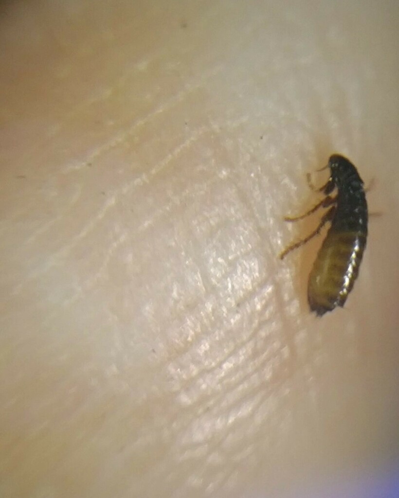 Cat Flea from Gosnells WA 6110, Australia on November 10, 2022 at 02:46 ...