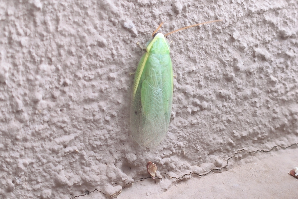 Panchlora in November 2022 by Jorge Henrique Dos Santos · iNaturalist