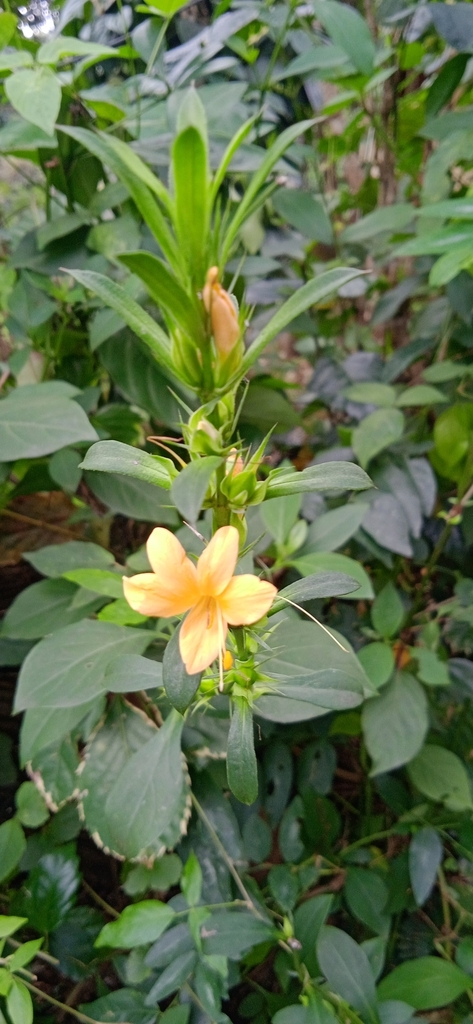 porcupine flower from 3M84+H3, Chittoor, Kerala 678581, India on ...