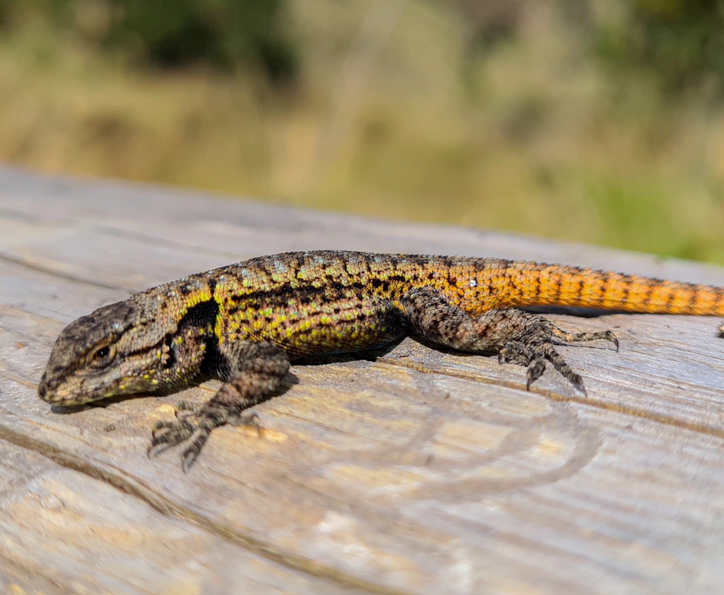 Graphic Spiny Lizard from Izta-Popo Zoquiapan National Park on October ...