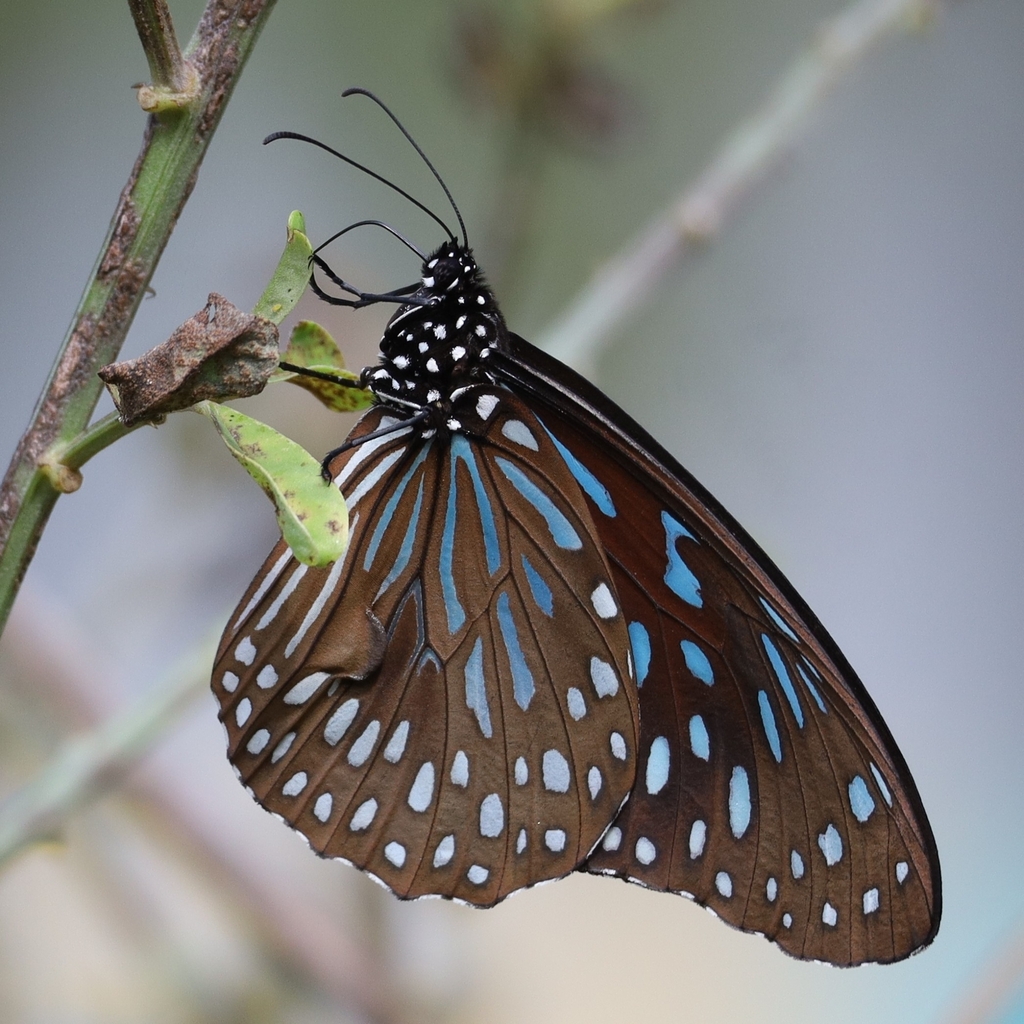 Dark Blue Tiger Butterfly from 獅子會自然教育中心 on November 11, 2022 at 01:07 ...