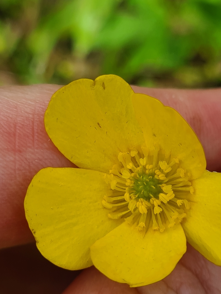 Australian Buttercup from Belair SA 5052, Australia on November 11 ...