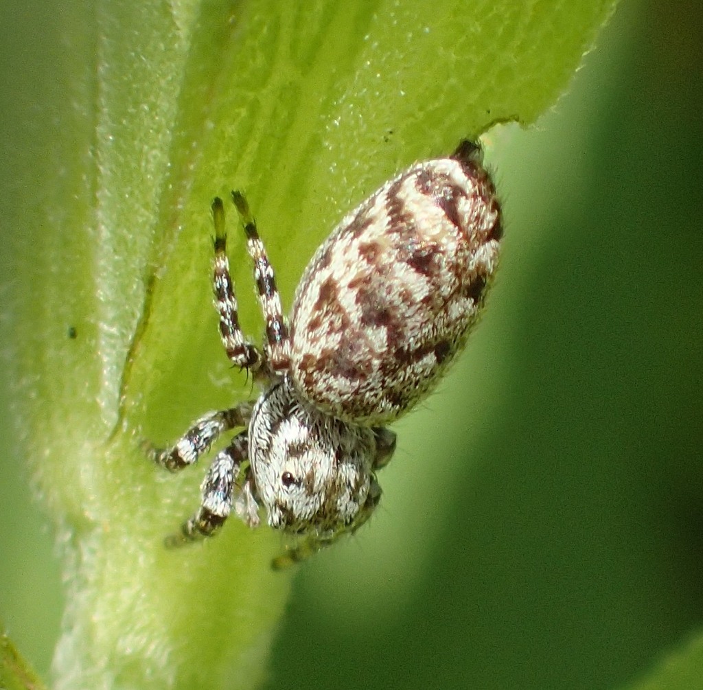 Peppered Jumping Spider in July 2022 by bkis. Barnes Prairie, Racine Co ...