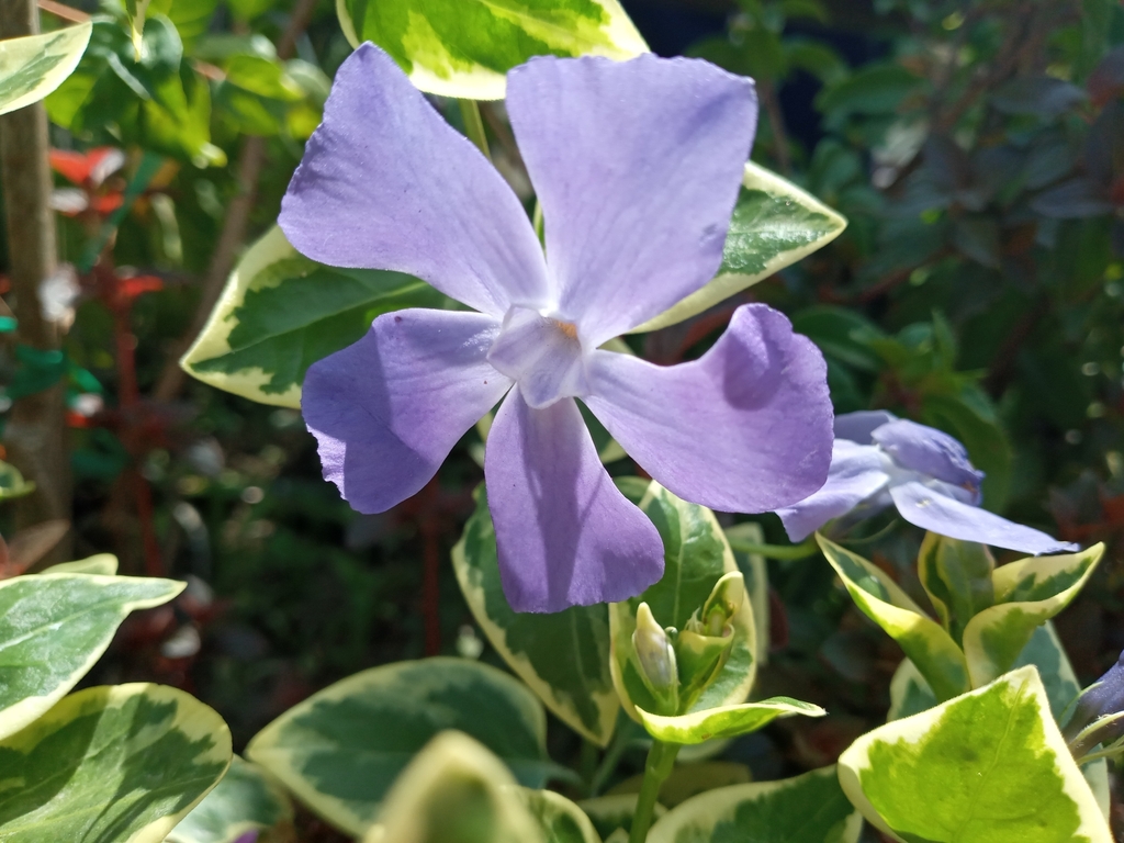 periwinkles from WH5G+VJ2, Quito 170201, Ecuador on November 11, 2022 ...