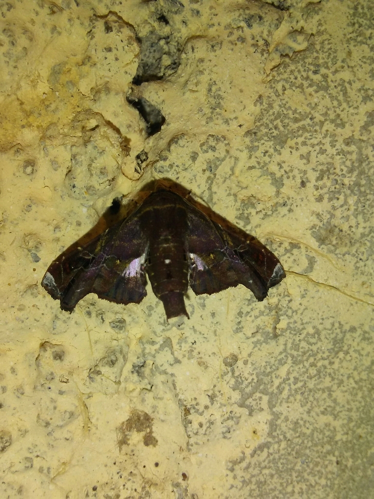 Euteliid Moths from 62, Cimitarra, Santander, Colombia on September 03 ...