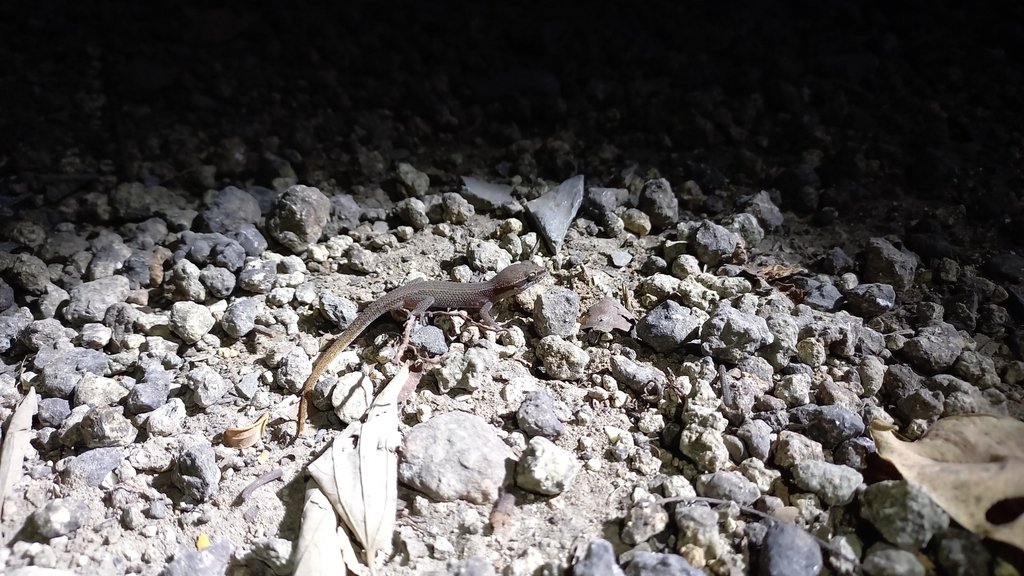 Black-spotted Leaf-toed Gecko from MRXV+CWJ ตำบลขุนโขลน อำเภอพระพุทธบาท ...