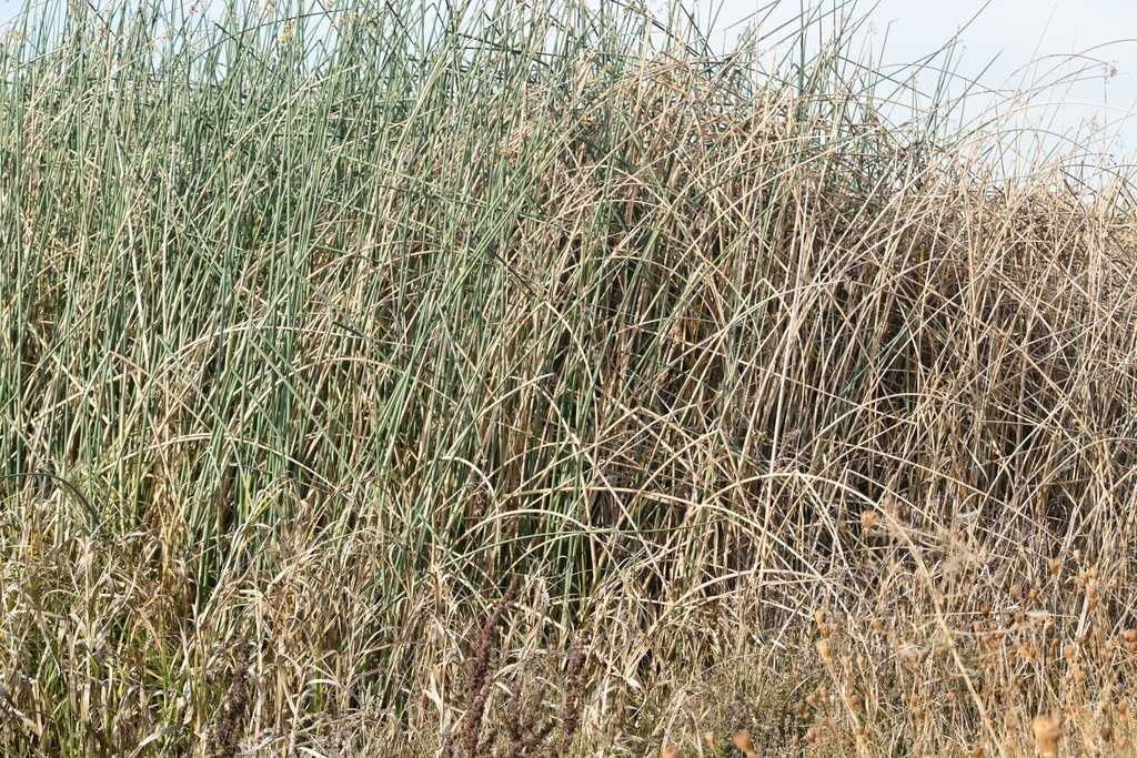 hardstem bulrush from Davis, CA, US on November 11, 2022 at 02:58 PM by ...