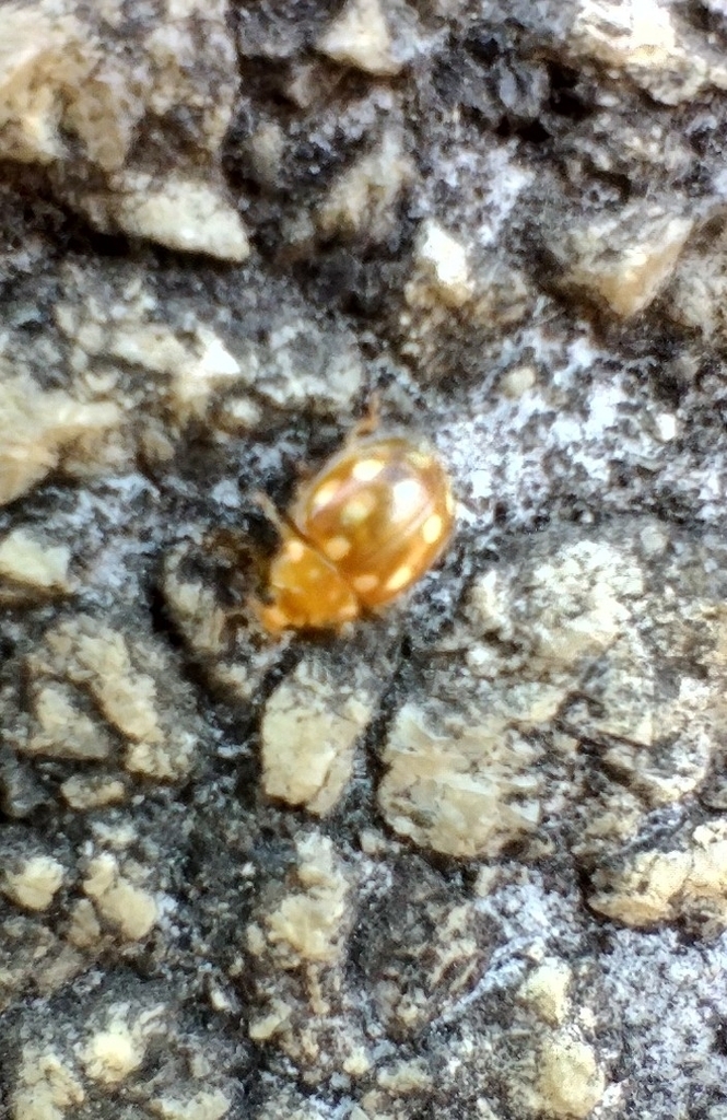 Calvia muiri from 日本、〒333-0811 埼玉県川口市戸塚 on November 12, 2022 at 10:56 ...