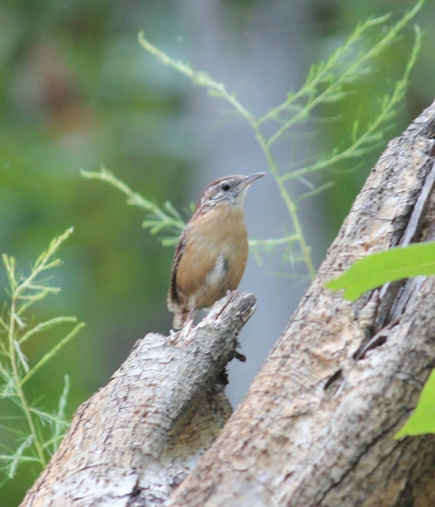 Carolina Wren from Cobb County, GA, USA on September 01, 2022 at 04:50 ...