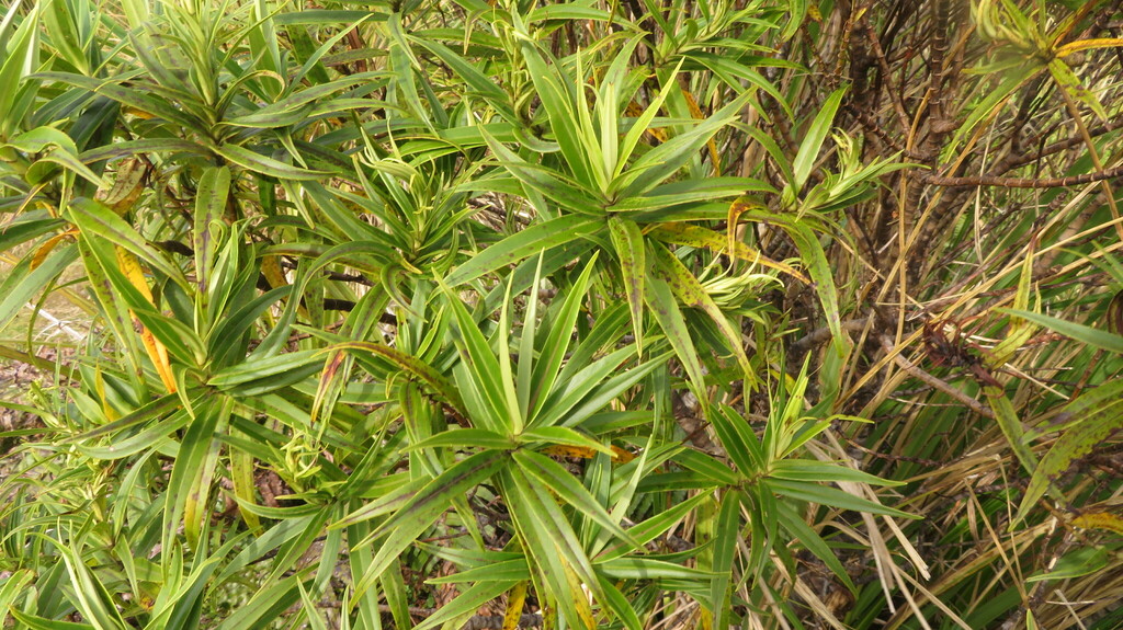 Veronica stricta egmontiana from New Plymouth District, Taranaki, New ...