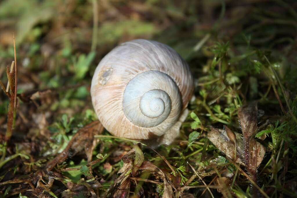 Helix from Epirus, Greece on May 21, 2016 at 07:31 PM by Lucas Makos ...