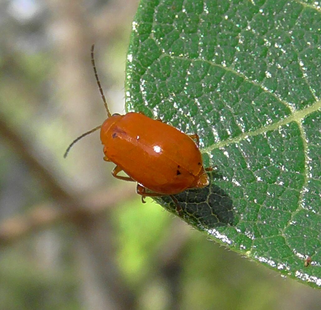 Aulacophora from Watsonville QLD 4887, Australia on November 12, 2022 ...