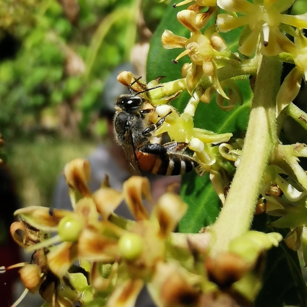 Red Dwarf Honey Bee from สวนสามพราน Tambon Yai Cha, Amphoe Sam Phran ...