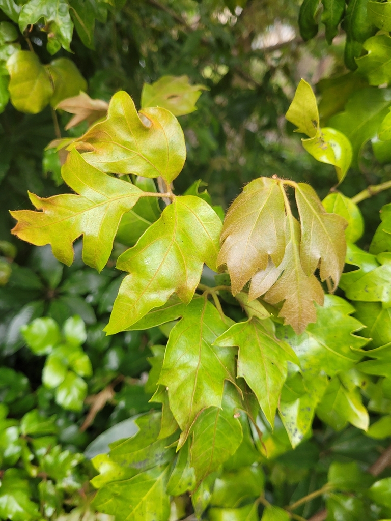 grape ivy from Frenchs Forest East NSW 2086, Australia on November 12 ...