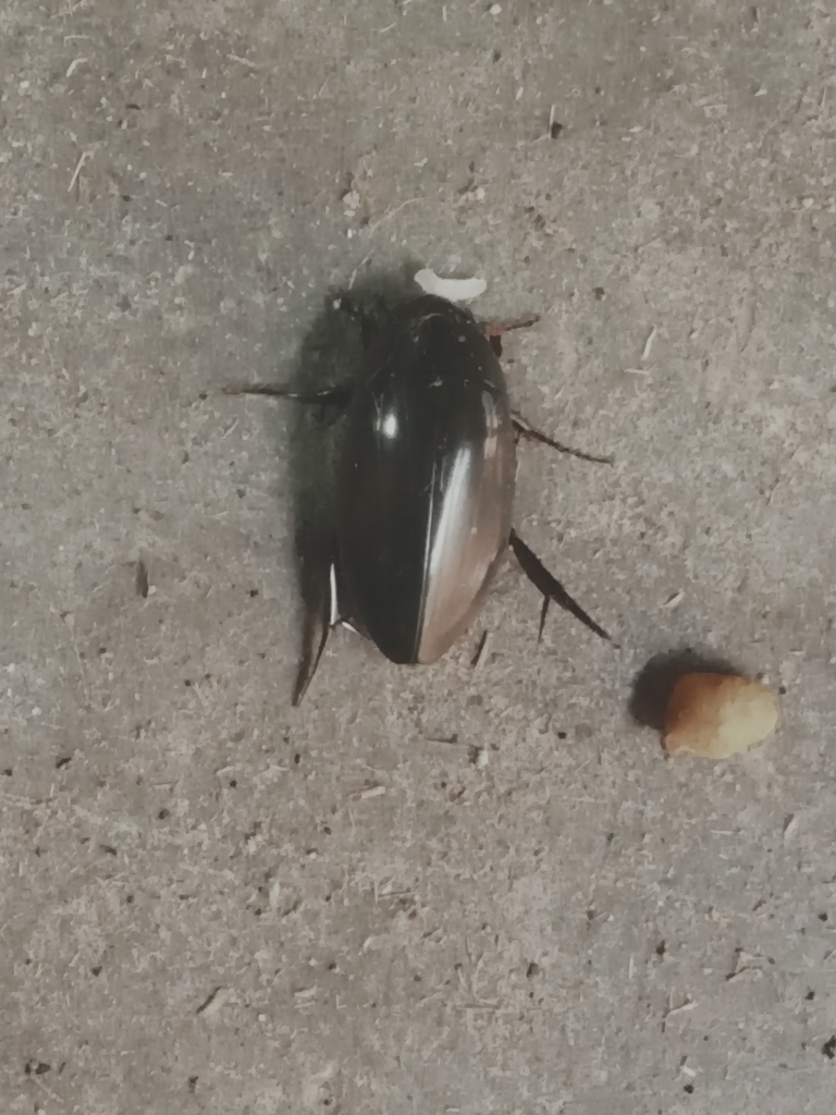 Hydrophilus from Semra D on November 12, 2022 at 04:35 PM by Haseena ...