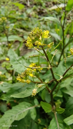 Diverse-leaf Yellowcress (Rorippa indica)