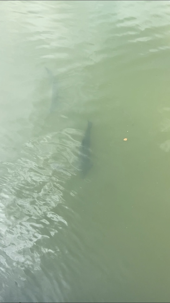 Red-bellied Pacu from Modesto A. Maidique Campus - Florida ...