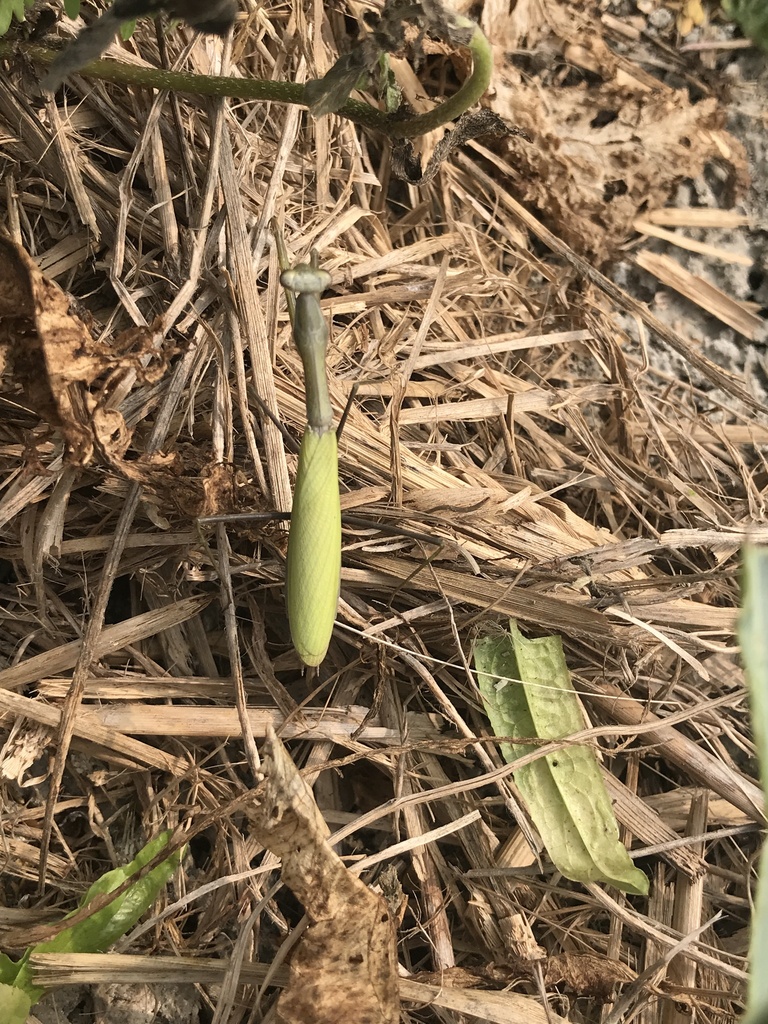 Statilia from 台灣彰化縣 on March 31, 2021 at 09:45 AM by Melody Cheng ...